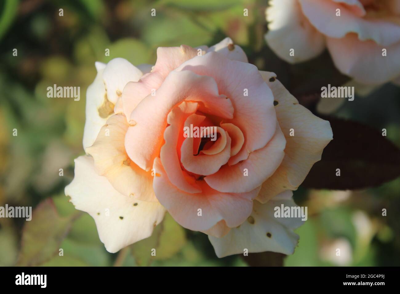 Beauty of imperfect flower hi-res stock photography and images - Alamy