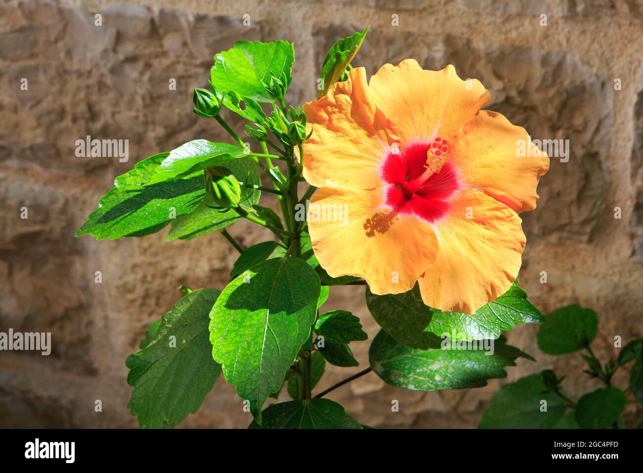 A beautiful orange Mar Pacifico flower (aka Hibiscus) in Hvar, Croatia ...