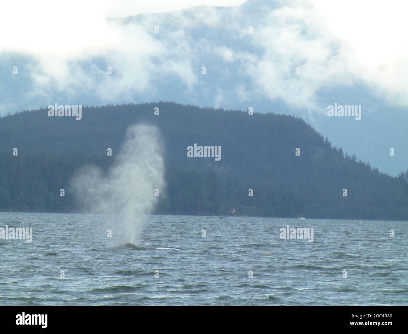 Whale in Alaska and forest with pine trees Stock Photo - Alamy