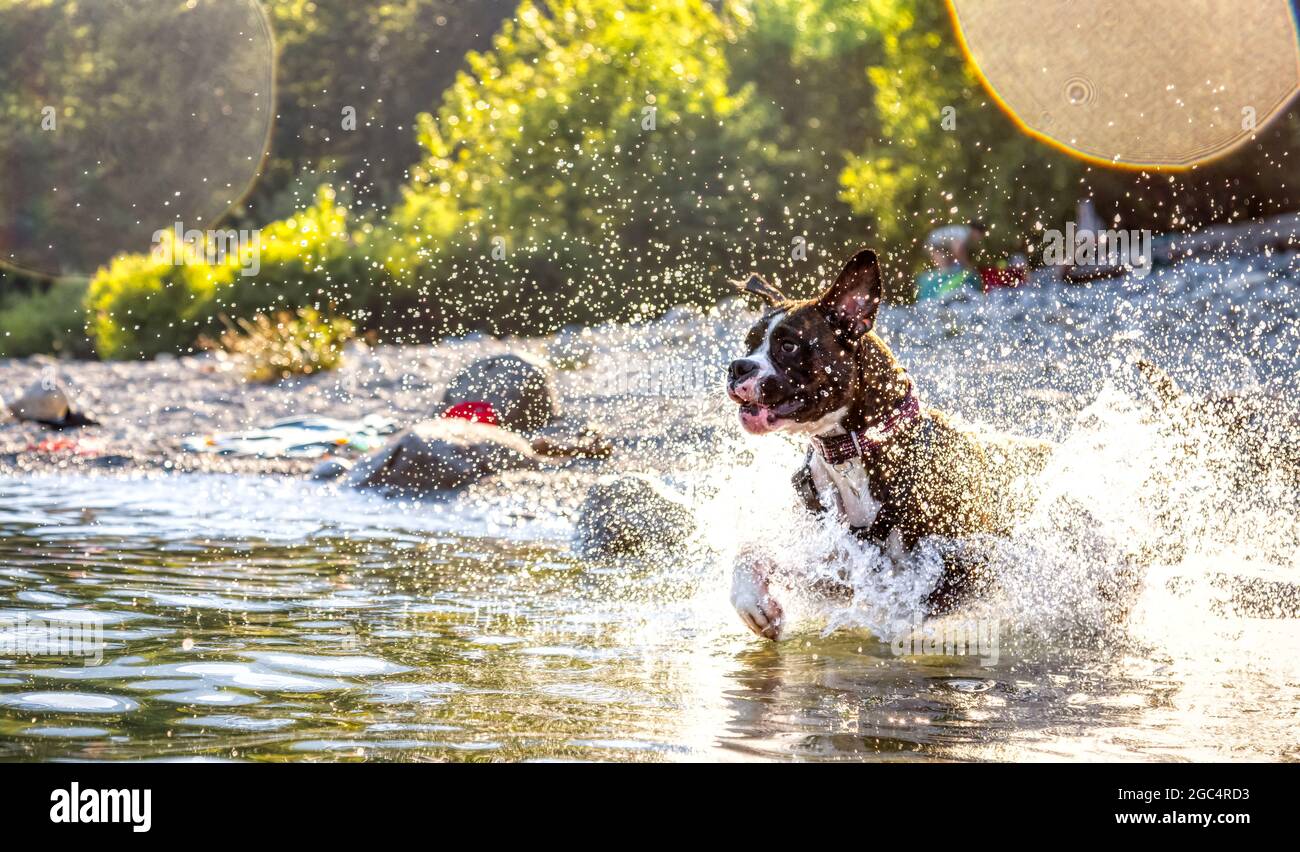 Playful and Funny Boxer Dog swimming in the water Stock Photo - Alamy