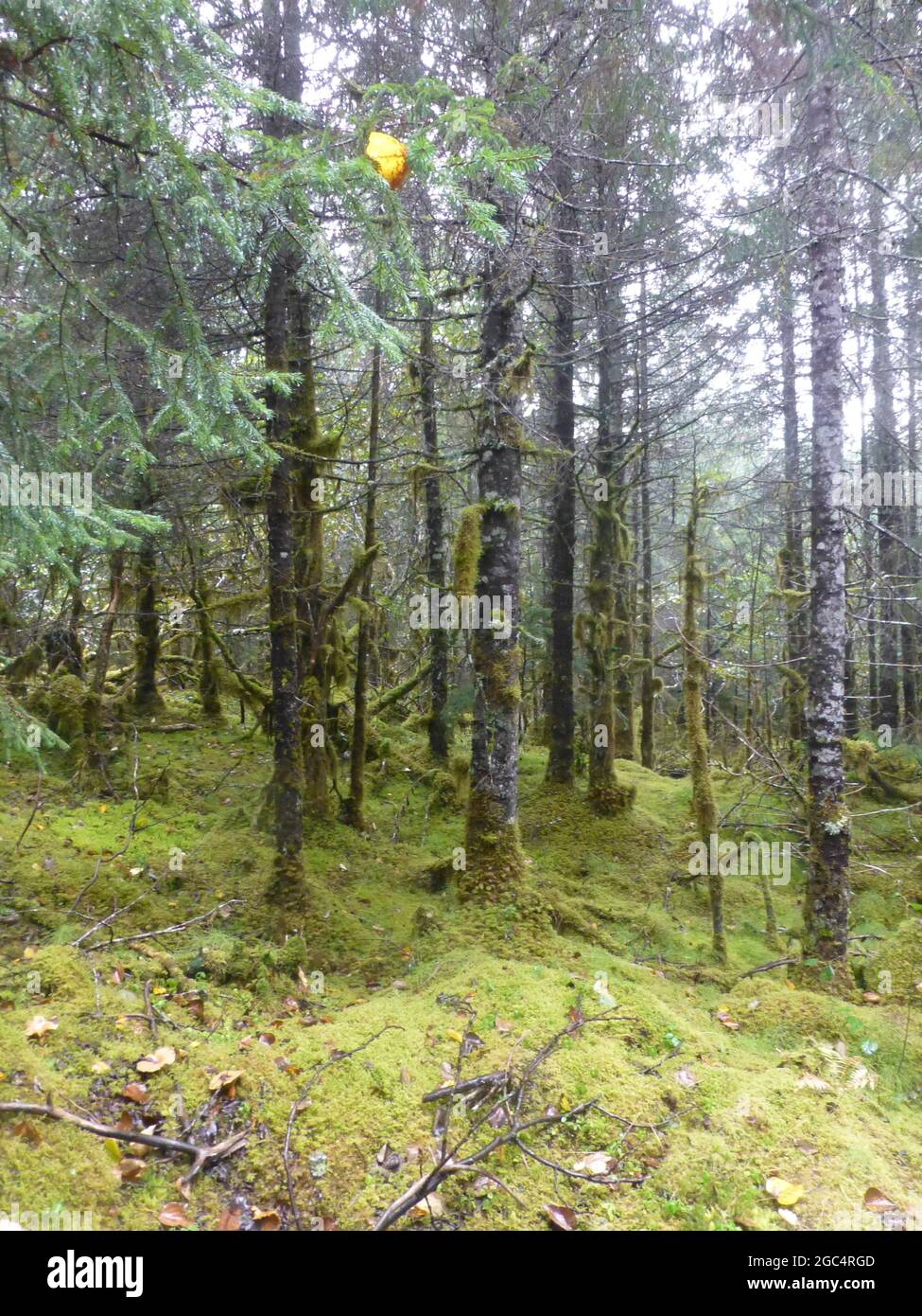 Trees in a forest in Alaska Stock Photo - Alamy