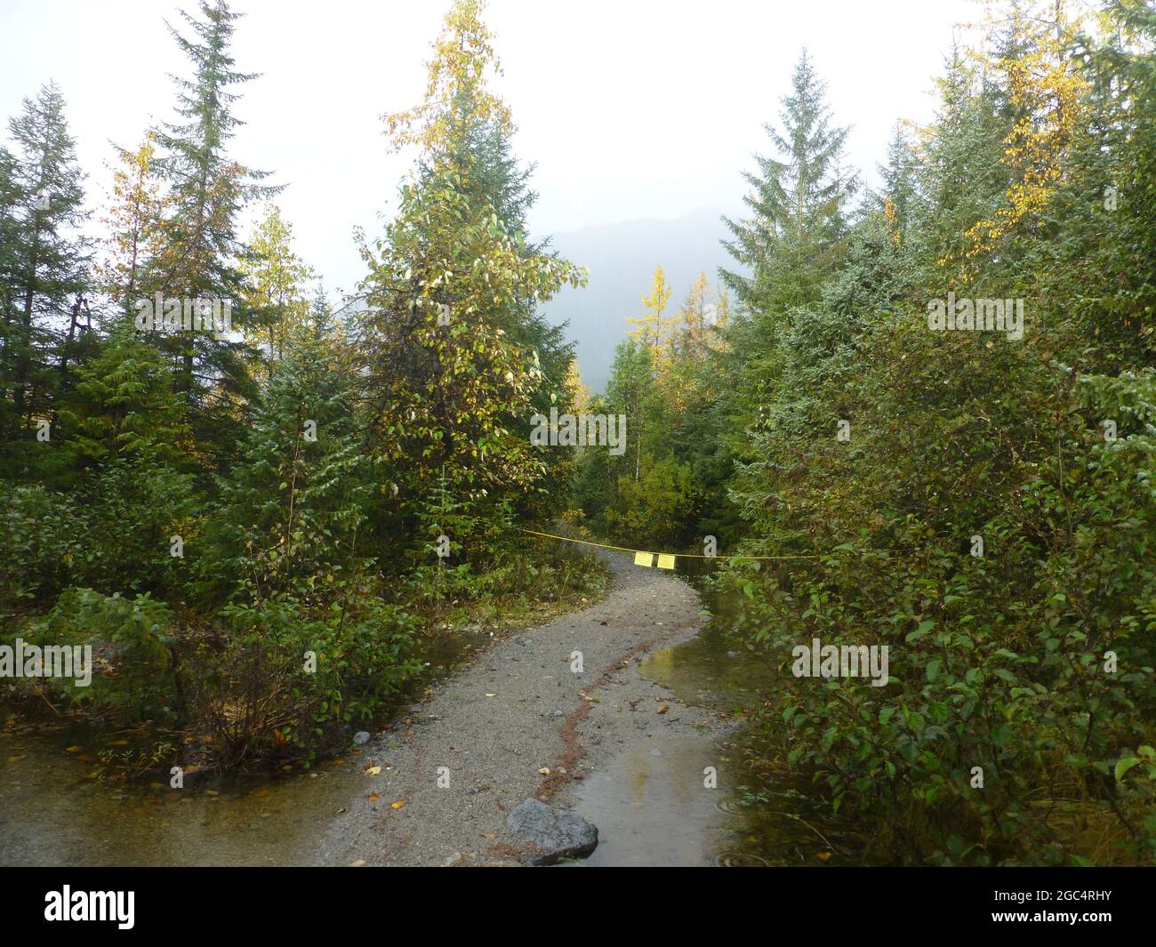 forest in Alaska Stock Photo - Alamy