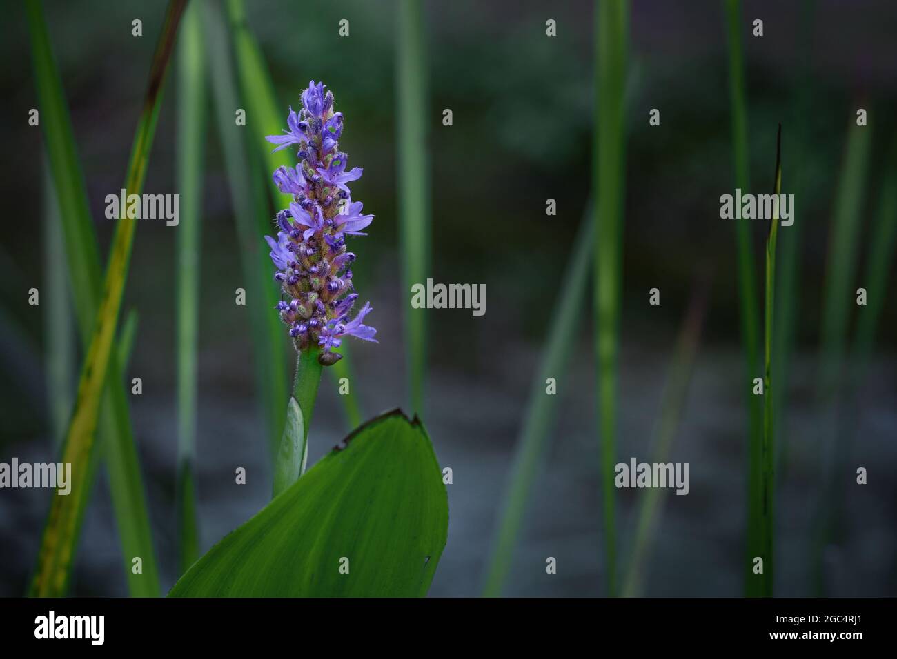 Pickerelweed pontederia cordata flower hi-res stock photography and ...