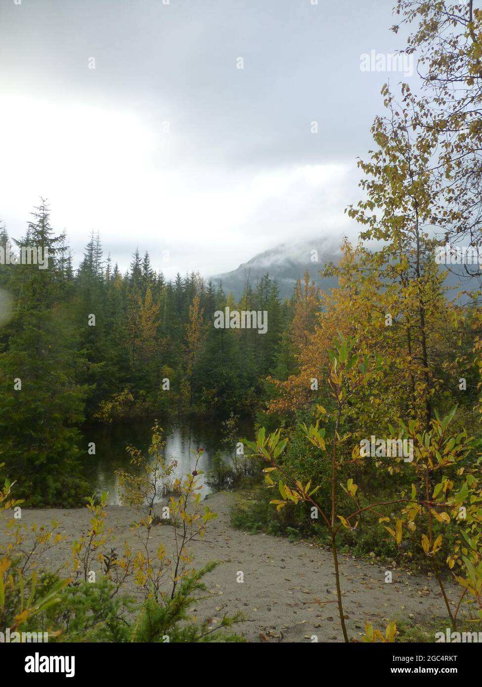 forest mountain clouds low dark rain raining weather trees Autumn bears ...