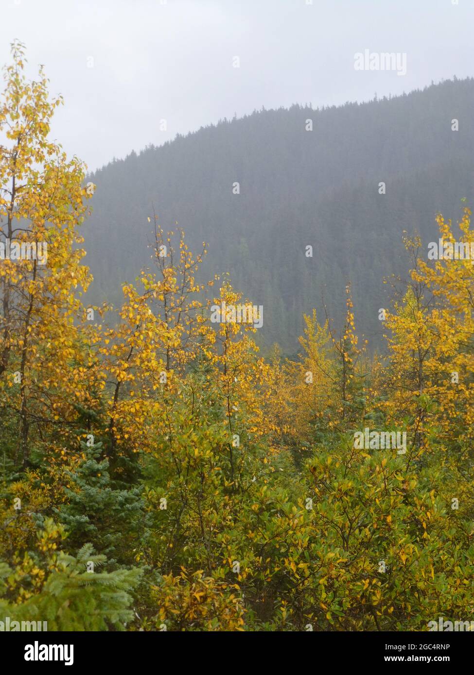 Forest in Alaska Stock Photo - Alamy