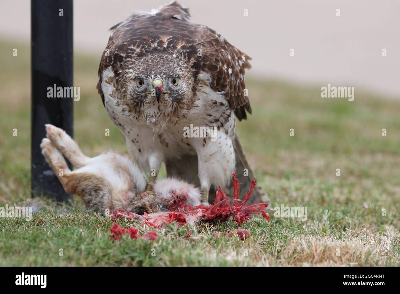 Red Tail Hawk feasting on a rabbit that it hunted Stock Photo - Alamy
