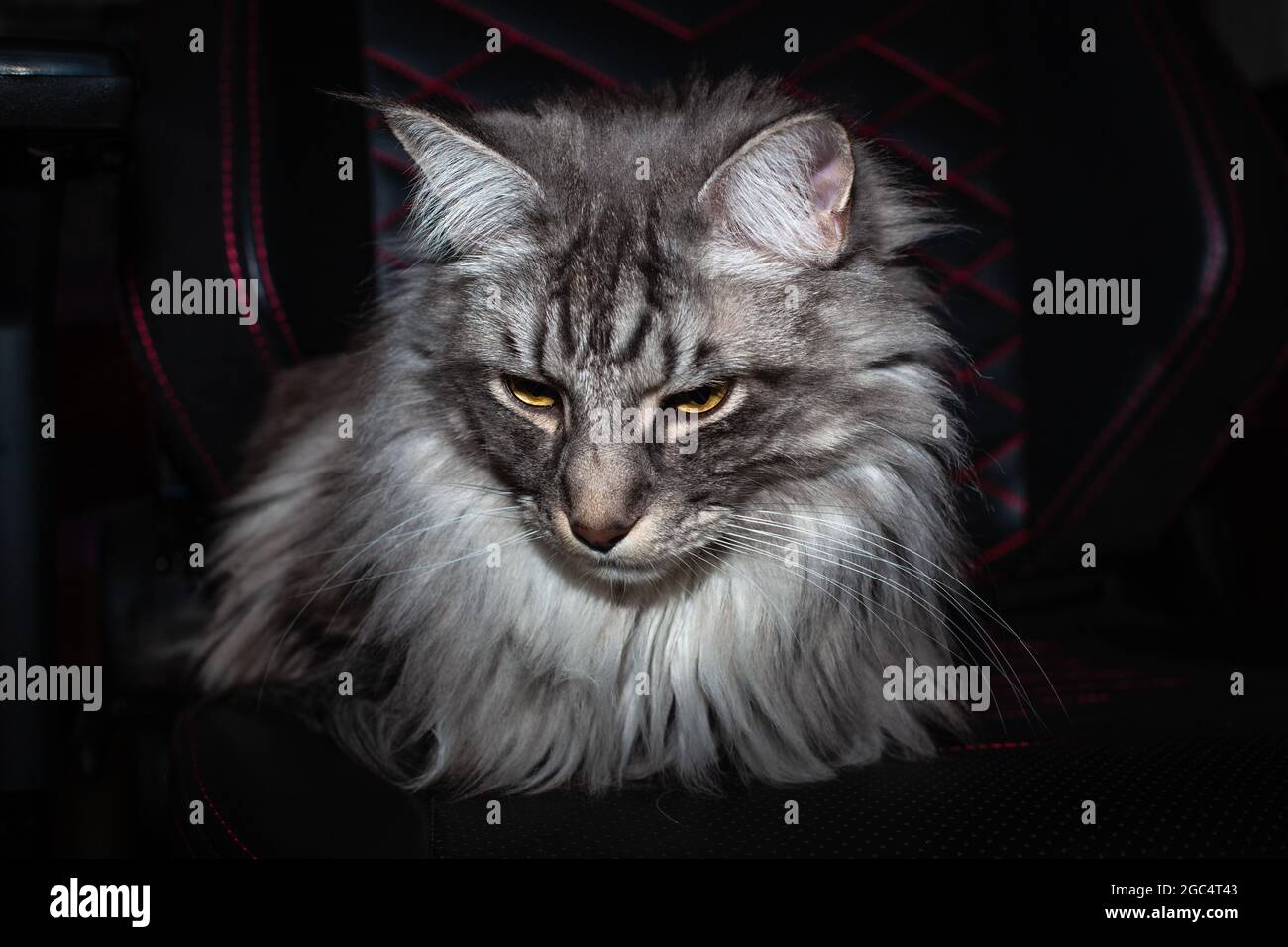 Portrait of Big Maine Coon Cat sitting on the Chair like a Boss in his ...