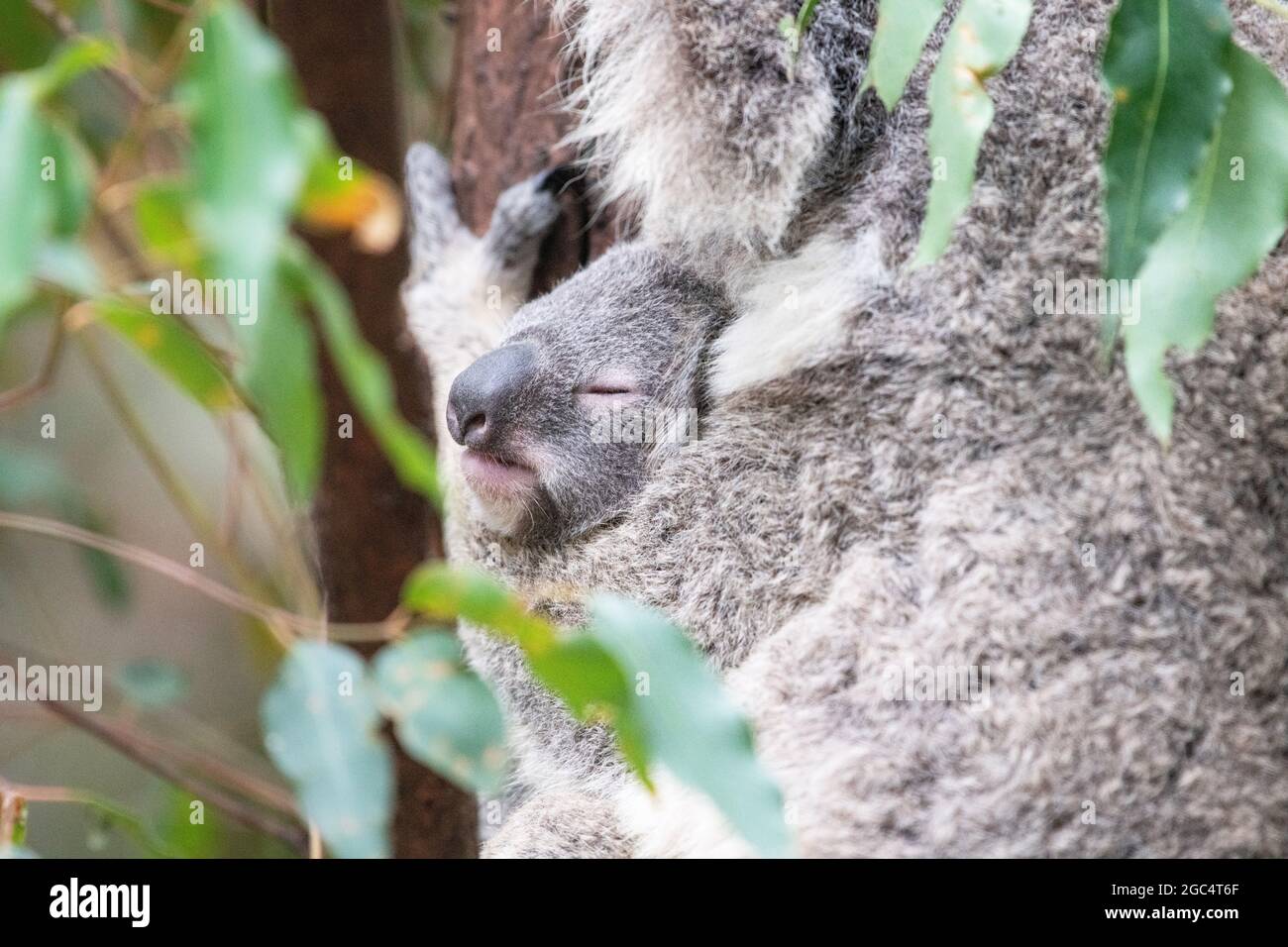 Baby koala’s face peering out from it’s mother’s embrace as it sleeps ...