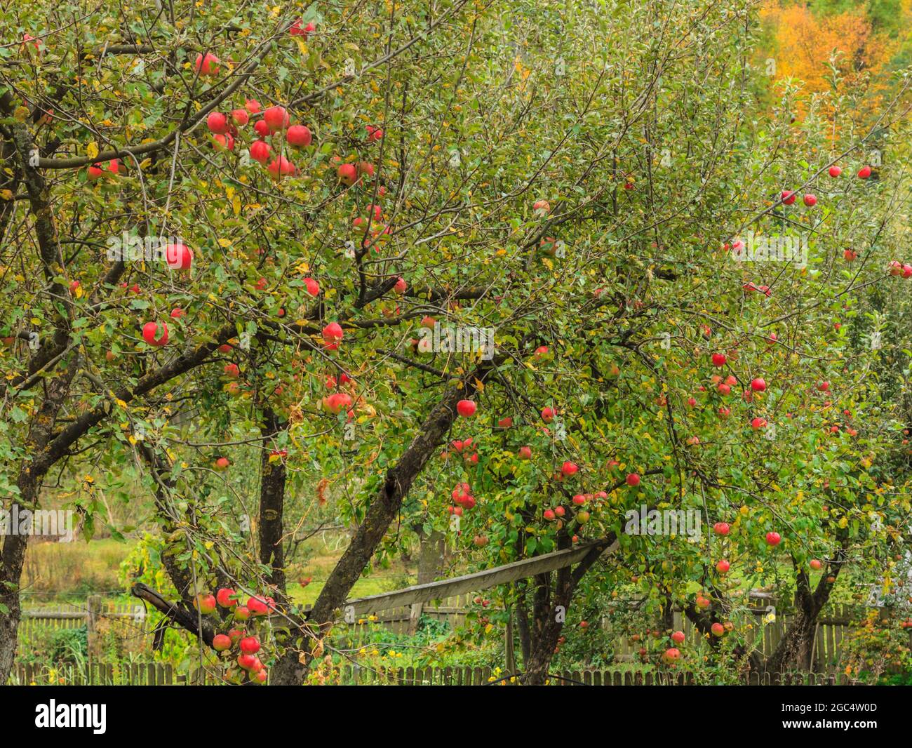 Detail apple orchard country hi-res stock photography and images - Alamy