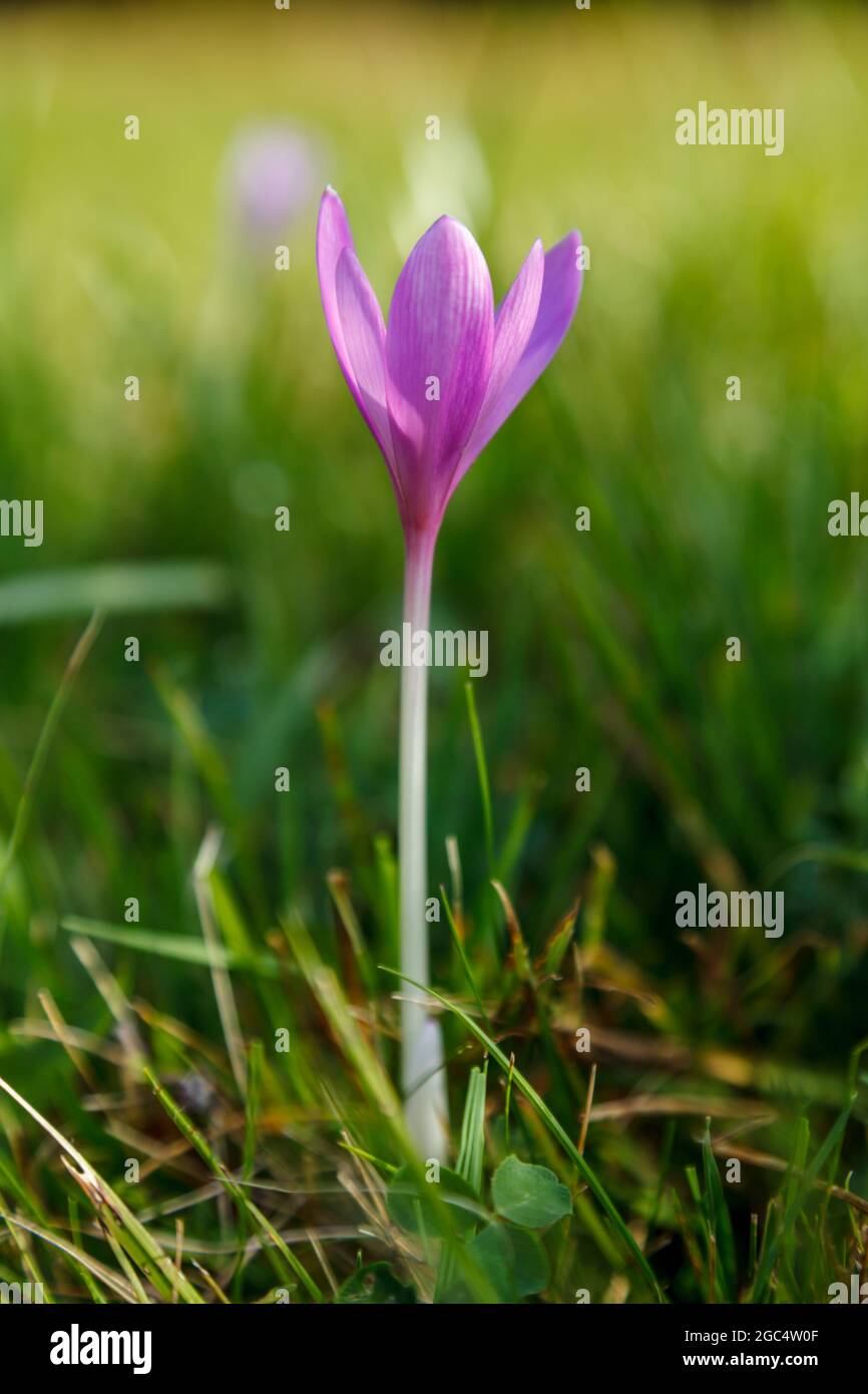 Close-up of an autumn crocus flower in a green field Stock Photo - Alamy