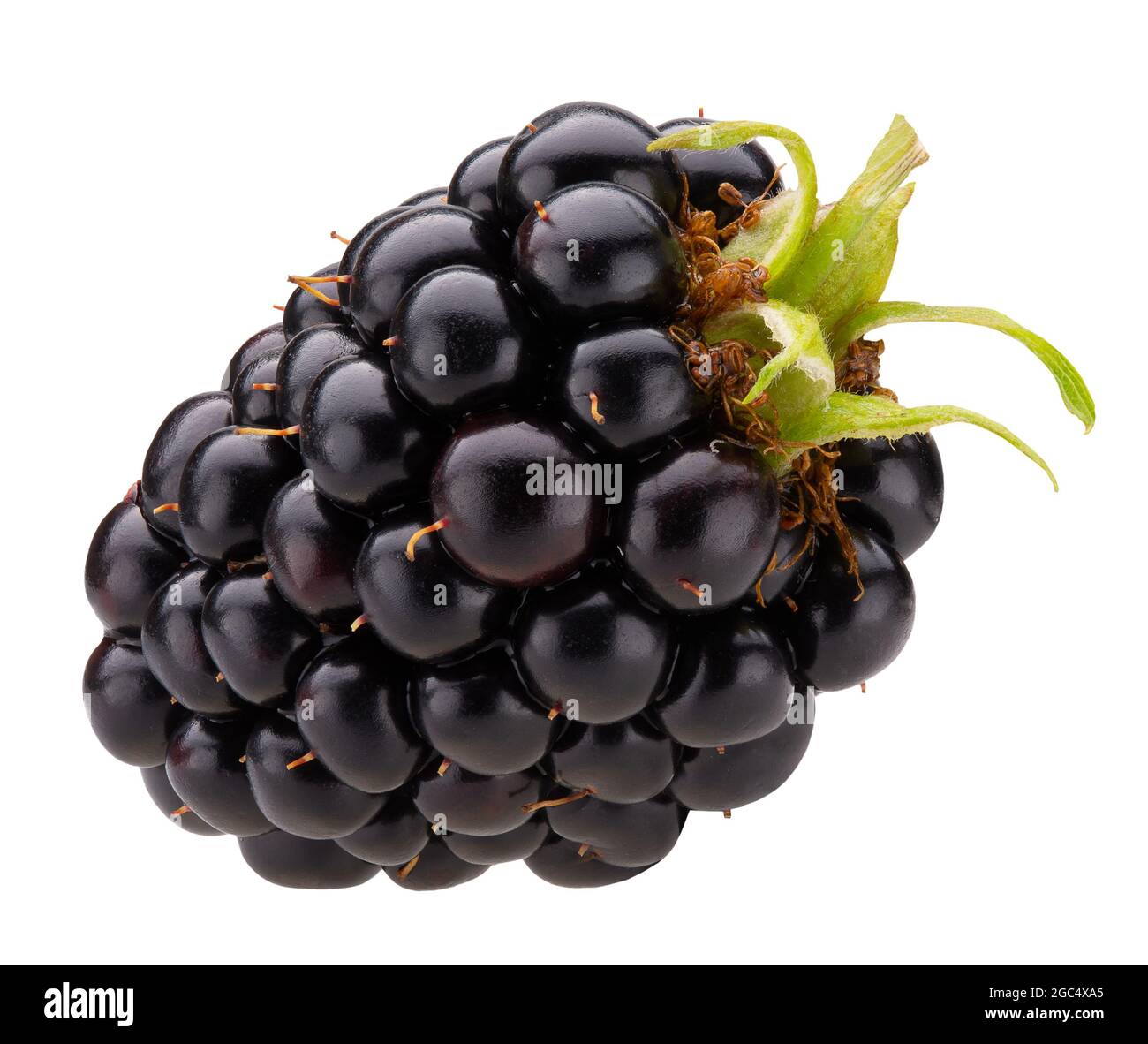 blackberry isolated on a white background Stock Photo - Alamy