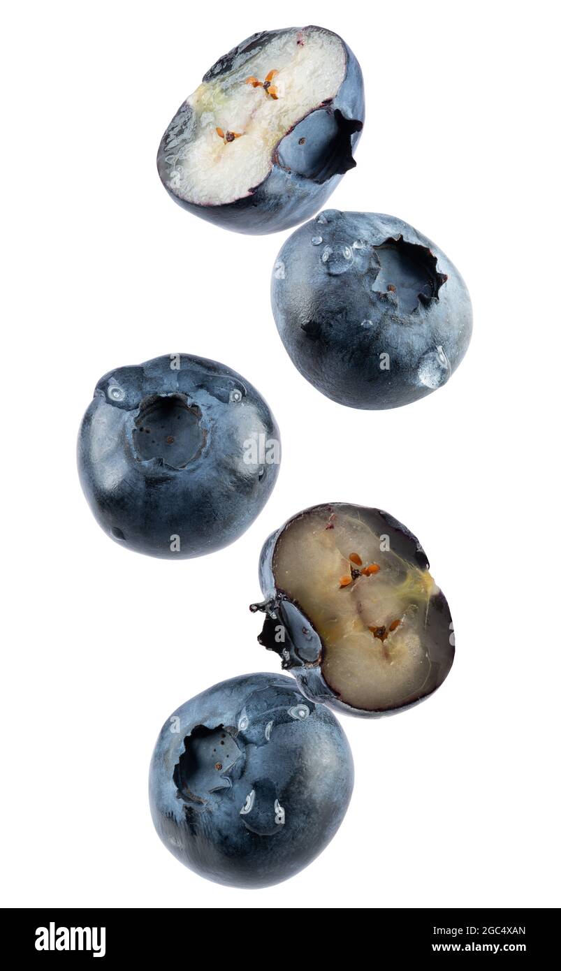 falling blueberries isolated on a white background Stock Photo - Alamy