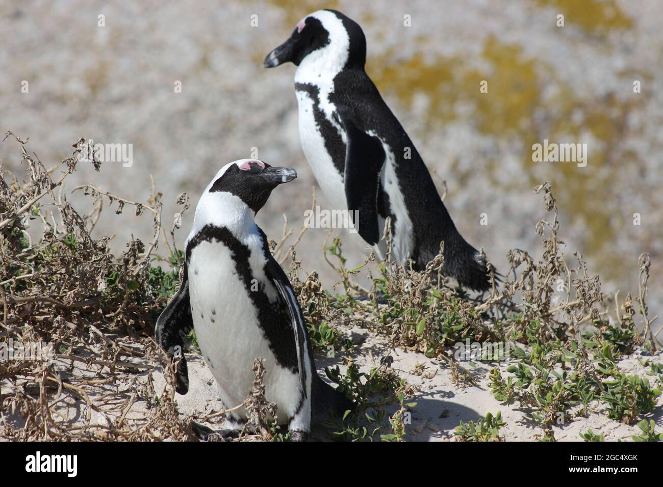 Penguin under sunlight hi-res stock photography and images - Alamy