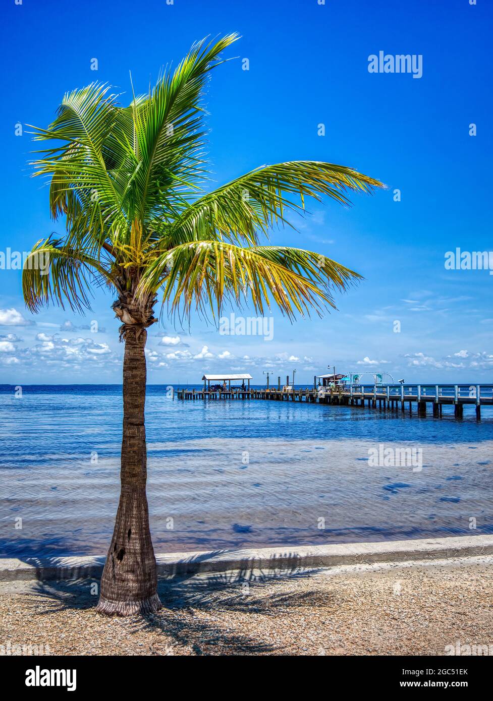 Palm tree and pier on Gulf of Mexico in Bokeelia on Pine Island Florida ...