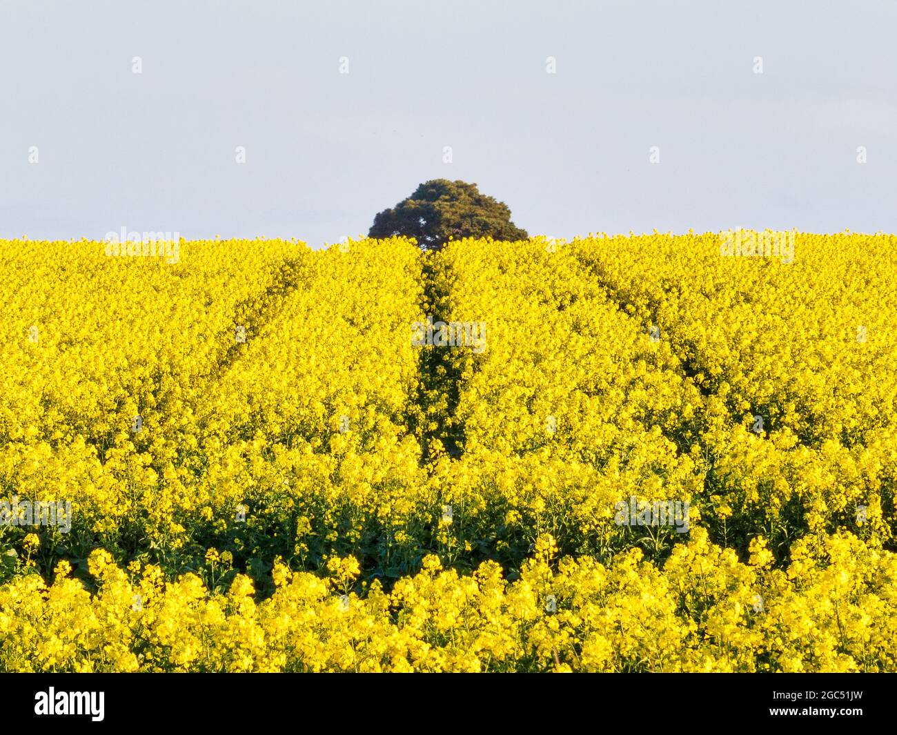 Picture perfect blooming canola field - Bellarine Peninsula, Victoria ...