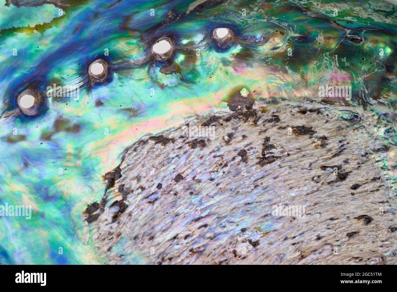 Closeup of a Paua Stock Photo - Alamy