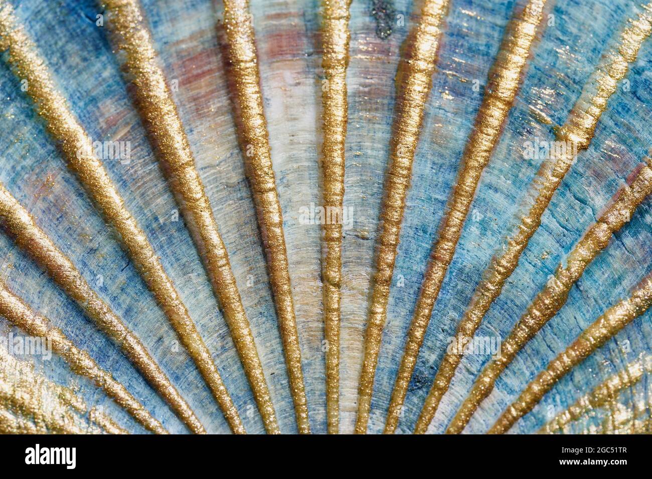 Scallop shell closeup Stock Photo - Alamy