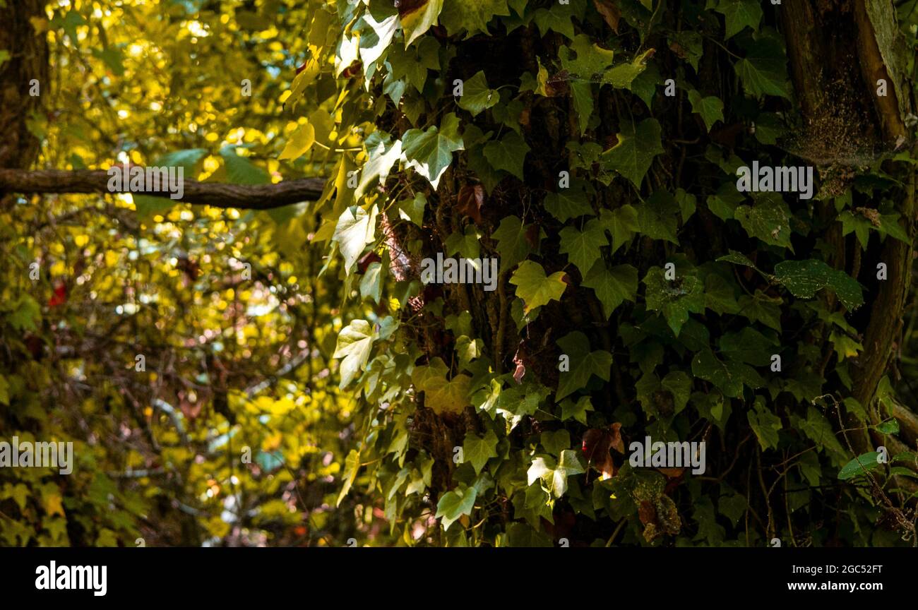 Closeup of ivy leaves crawling on a tree in a forest under the sunlight ...
