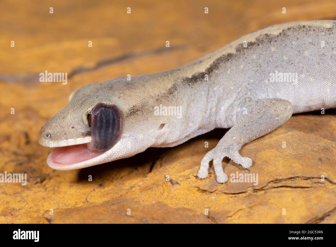 Eastern Stone Gecko licking and cleaning eye Stock Photo - Alamy