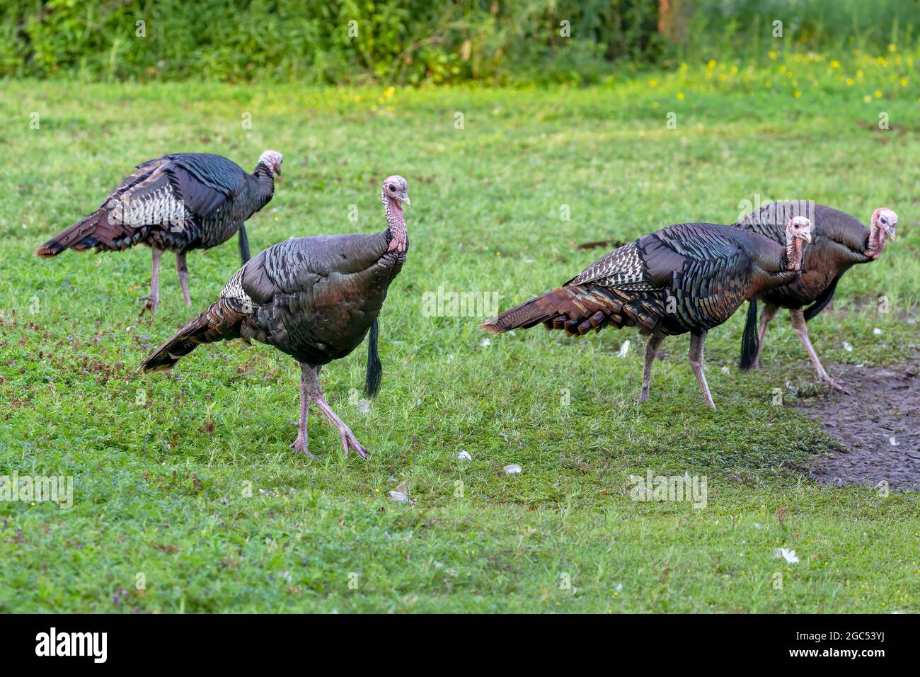 The wild turkey (Meleagris gallopavo) in the city park. The bird native ...