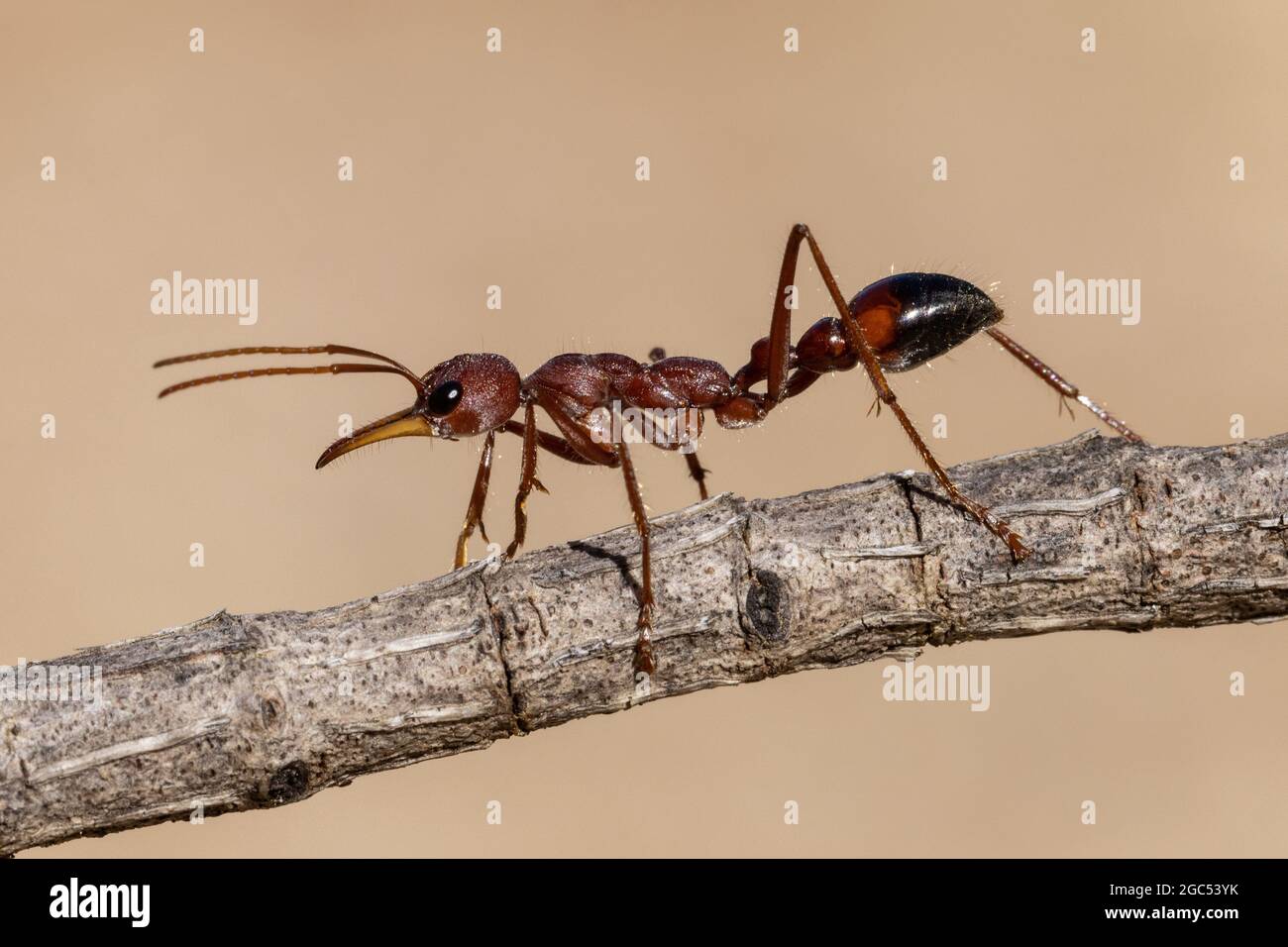 Australian walking stick hi-res stock photography and images - Alamy