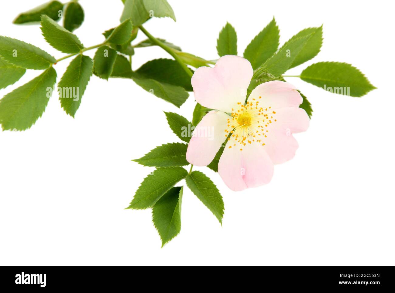 Hip rose flower, isolated on white Stock Photo - Alamy