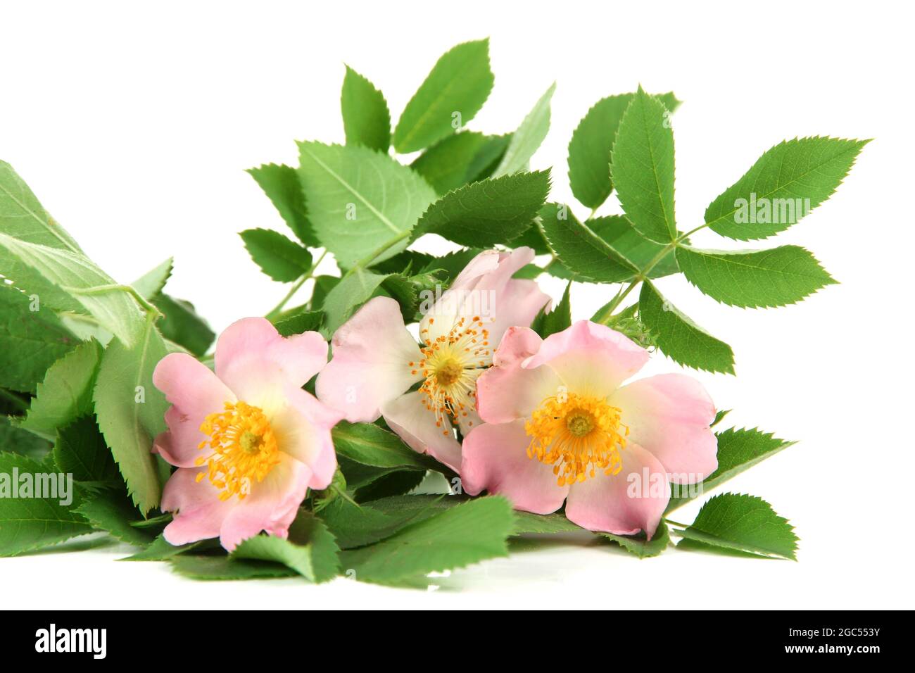 Hip rose flowers, isolated on white Stock Photo - Alamy