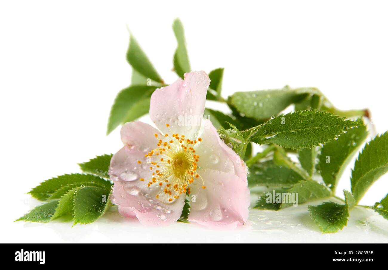Hip rose flower, isolated on white Stock Photo - Alamy