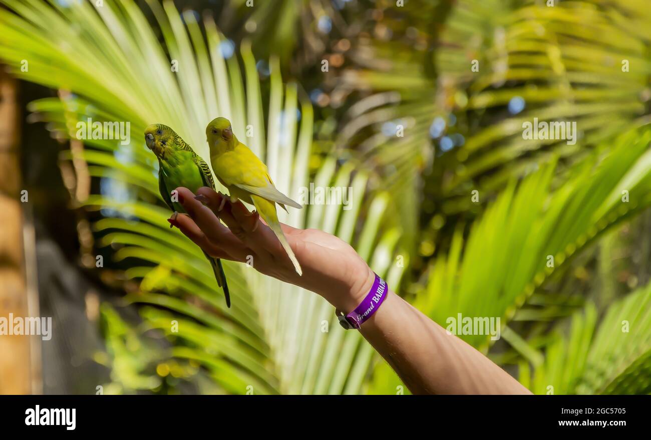 Soft focus of a person's hand holding green and yellow parakeets ...