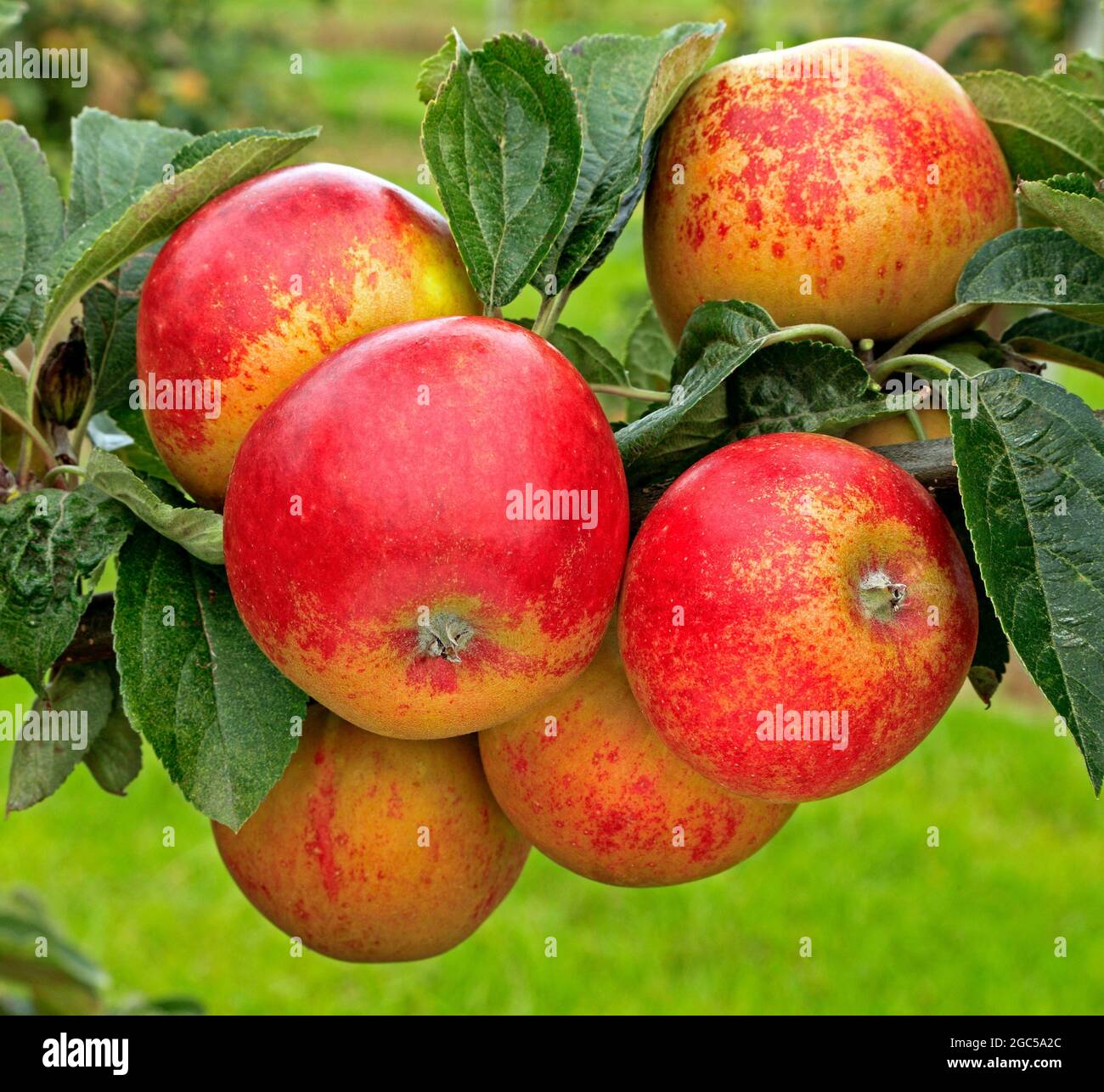 Fruit apple tree hi-res stock photography and images - Alamy