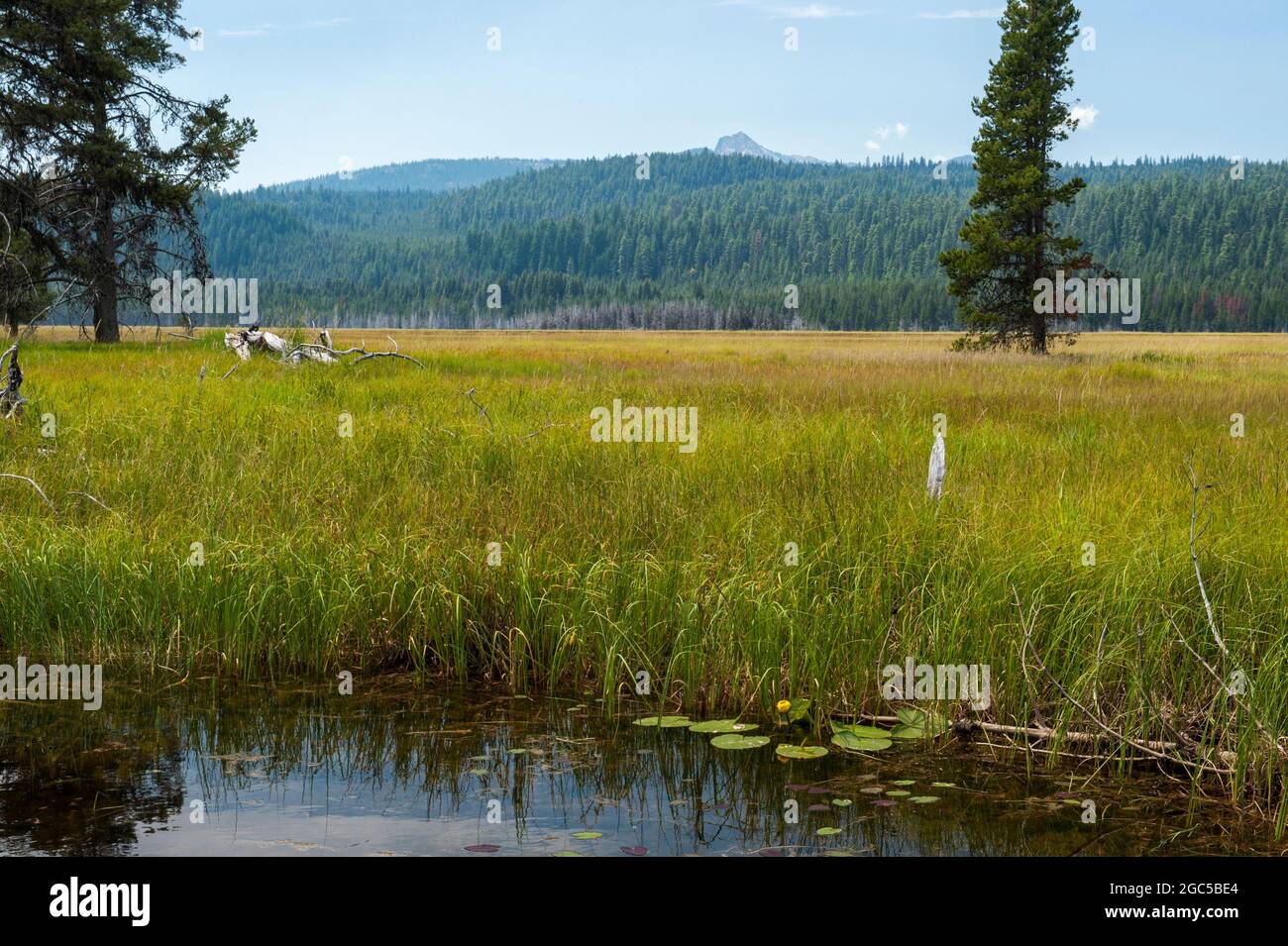 Big Marsh, a rare high-elevation marsh on the east flank of Oregon's ...