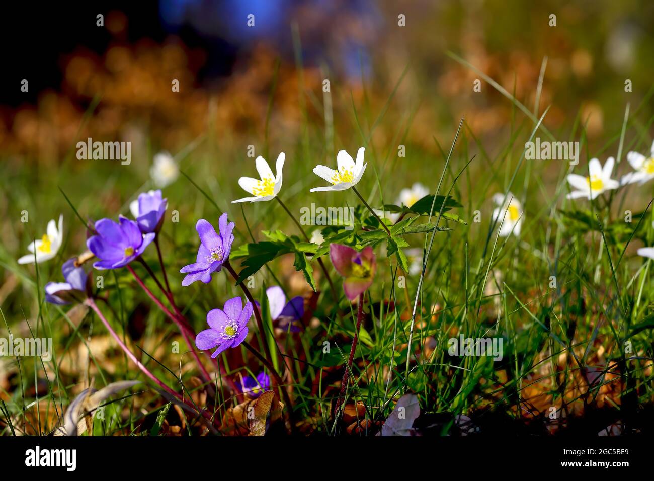 Spring awakening: Blue and white flowers, blue liverwort (Anemone ...
