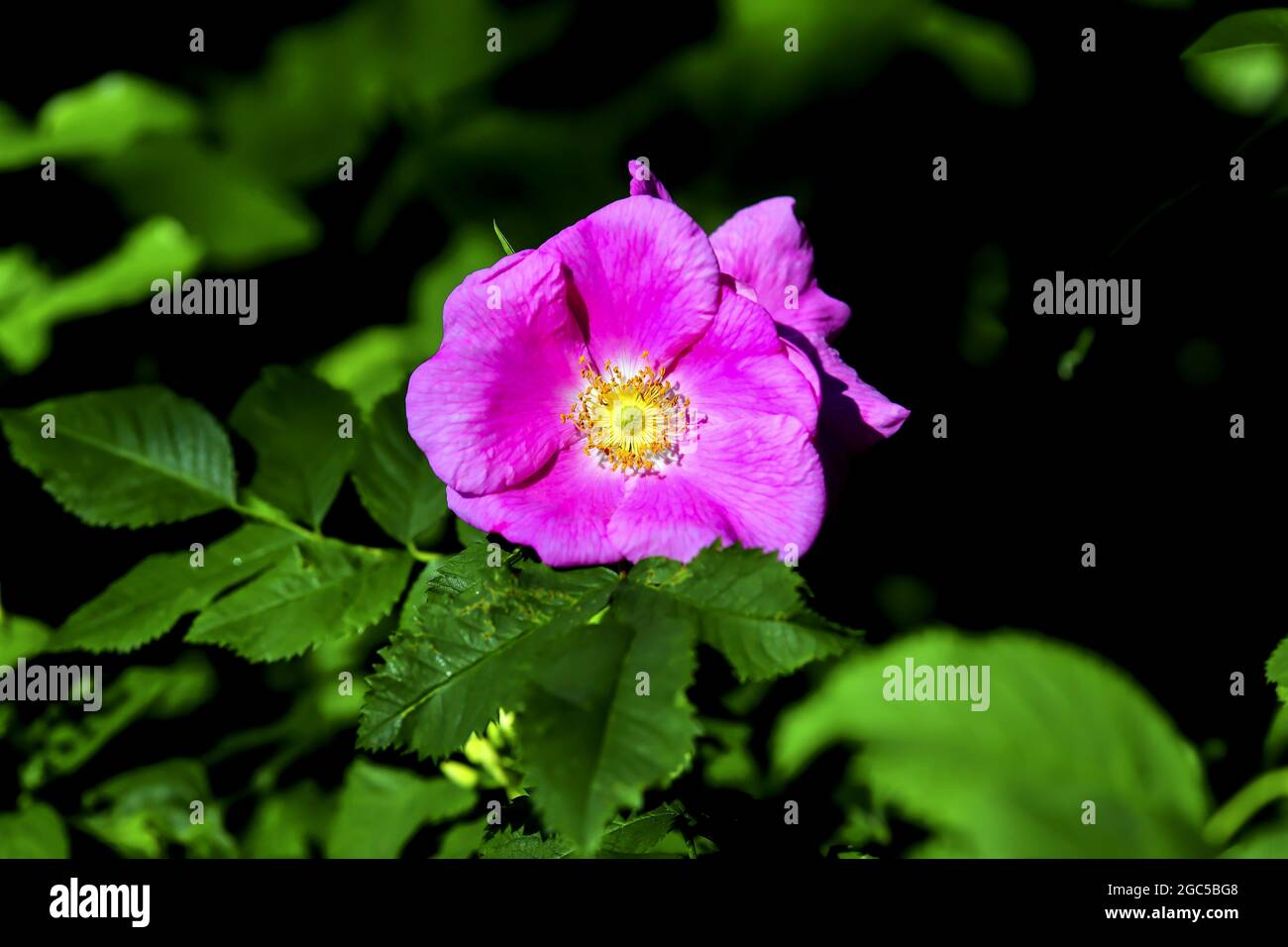 Colorful pink open flower of shrub rose (Rosa) in late spring Stock ...