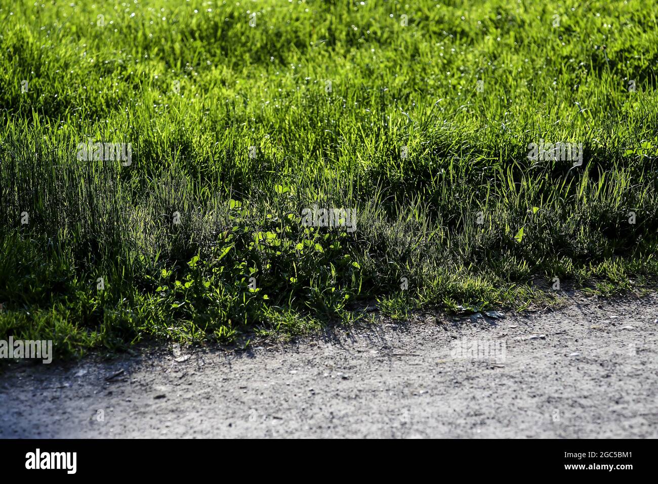 Edge of gravel path with fresh green lush grass in springtime Stock ...