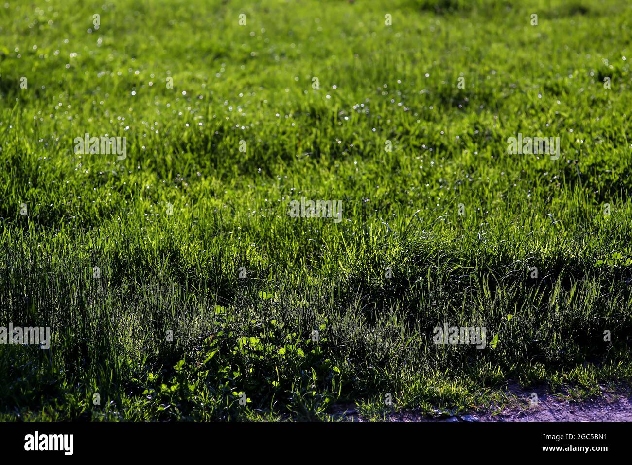 Edge of gravel path with fresh green lush grass in springtime Stock ...