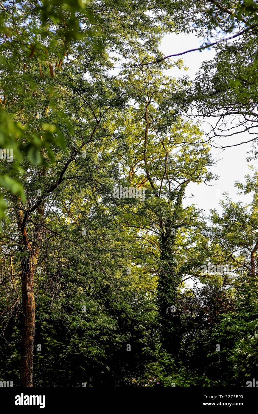 Treetops of various deciduous trees in a park, mostly common black ...