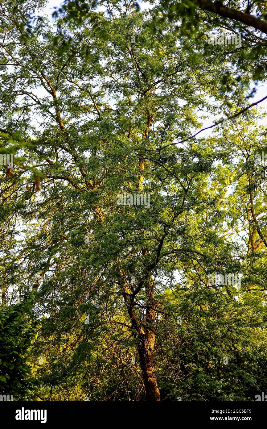 Treetops of various deciduous trees in a park, mostly common black ...