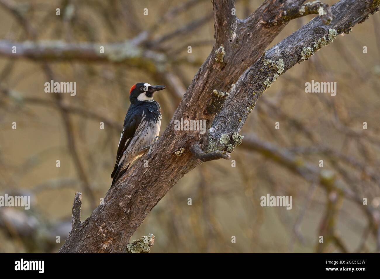 Adult female Acorn Woodpecker (Melanerpes formicivorus) Sacramento ...