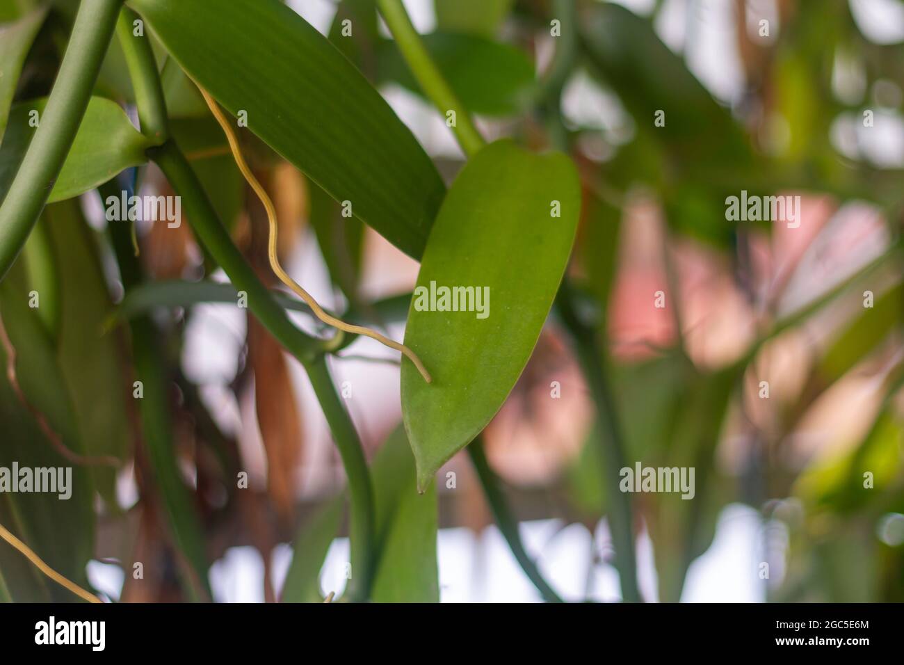 The vanilla plant looks like its leaves and dangling hanging roots ...
