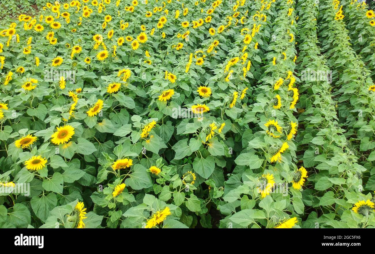 Nice sunflower hi-res stock photography and images - Alamy