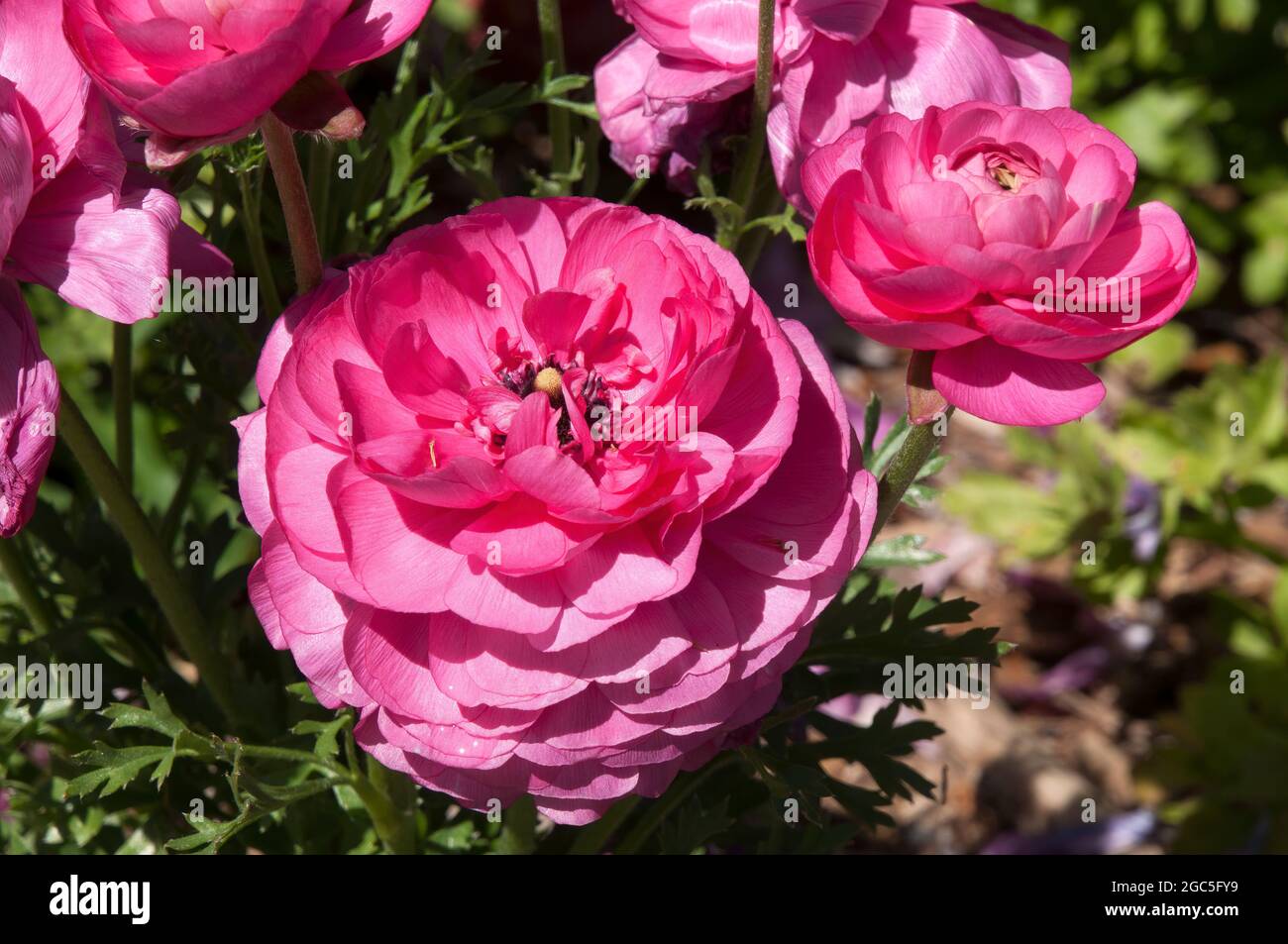 Sydney Australia, pink ranunculus flowers in garden Stock Photo - Alamy