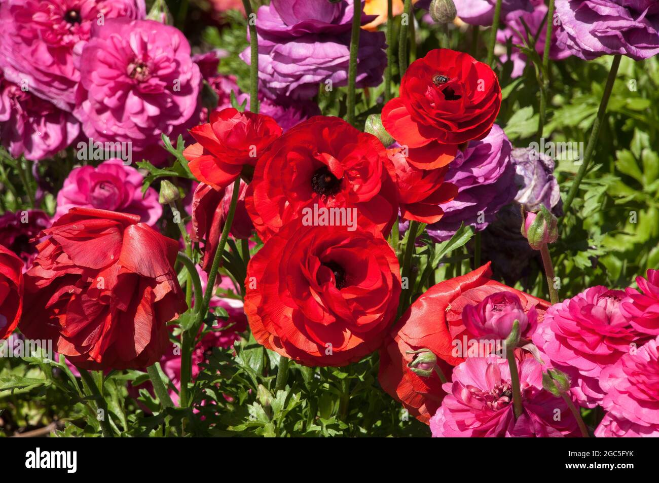 Sydney Australia, red and pink ranunculus flowers in garden Stock Photo ...