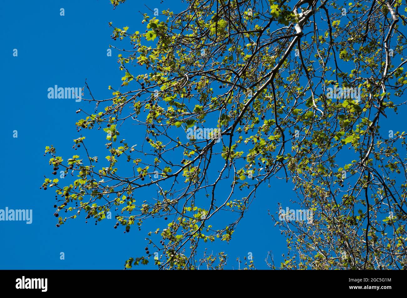 Sydney Australia, Spring scene with new leaves of a London plane tree ...