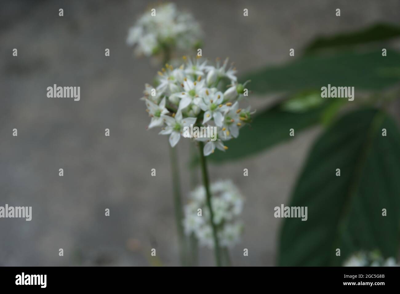 Allium tuberosum (garlic chives, Oriental garlic, Asian chives, Chinese ...