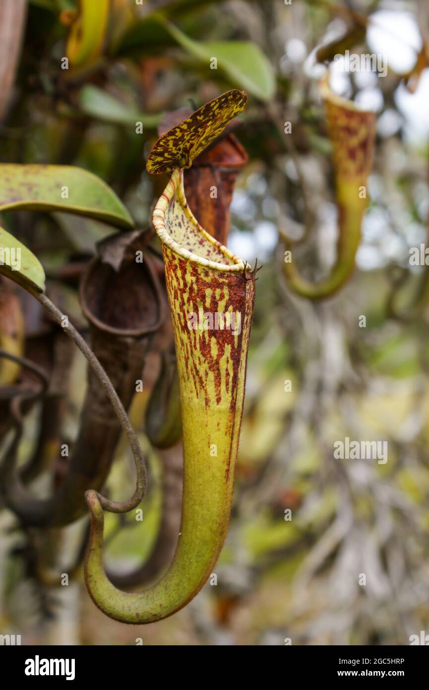 Carnivorous insect hi-res stock photography and images - Alamy