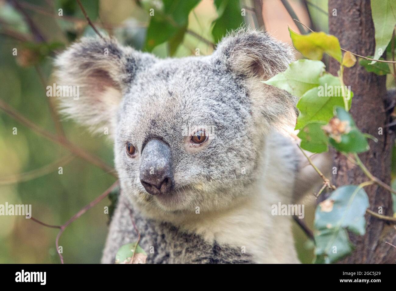 Close up of koala’s face looking off to the side surrounded by ...