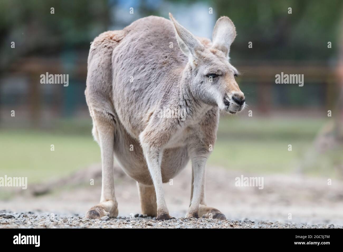 Red female kangaroo with a full pouch standing alone in a kangaroo ...