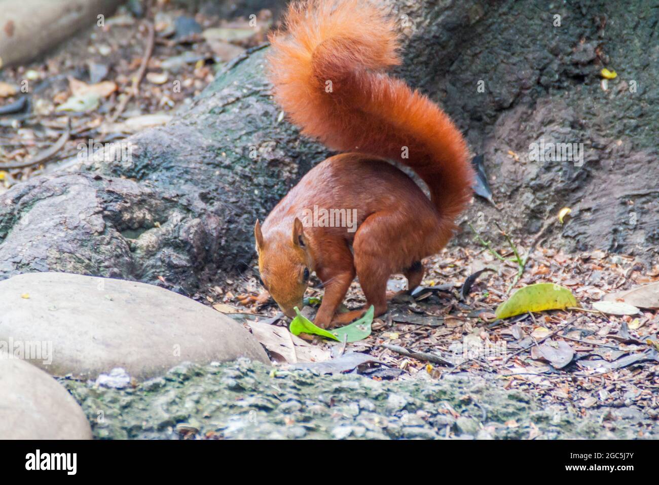 Squirrel in El Gallineral park in San Gil, Colombia Stock Photo - Alamy