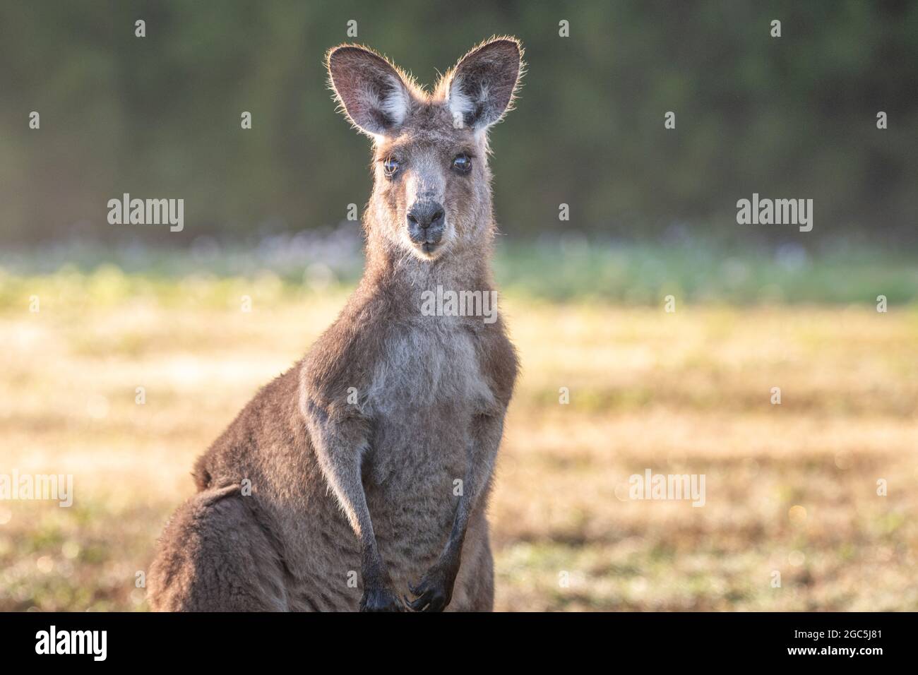 Single kangaroo facing the camera in the morning light Stock Photo - Alamy