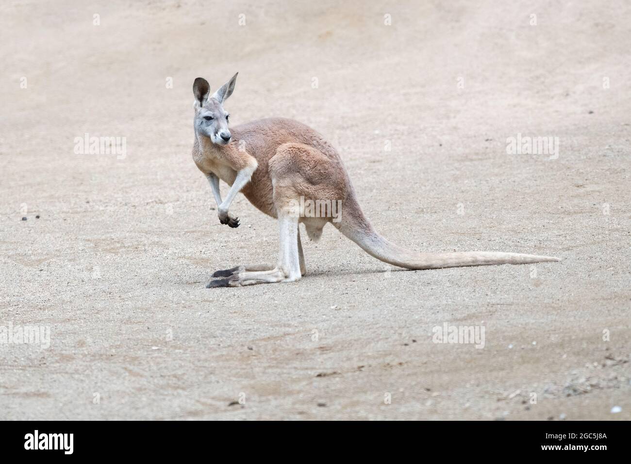 Red kangaroo standing alone, looking off to the side in a remote empty ...